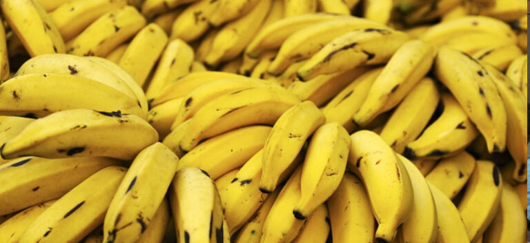 UK foundation campaigns for Colombian banana farmers - Colombia News