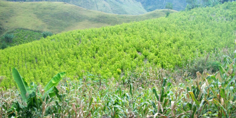 Colombia's cocaine production reaches all-time high: US - Colombia News