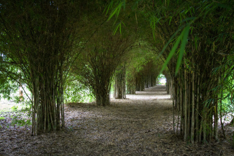 Colombia's bamboo paradise - Colombia News